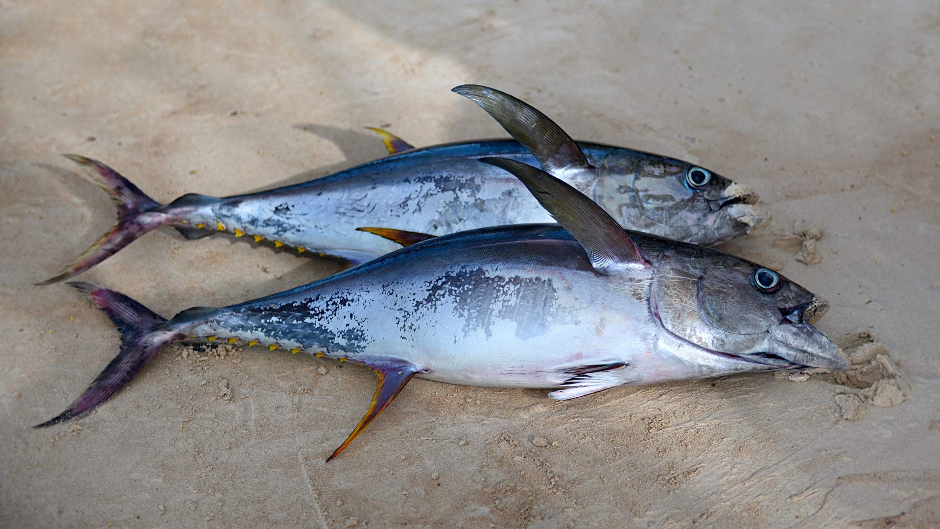 Tantalizing Tuna: The Crown Jewel of the Sea – Abajuko Seafood